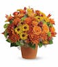 Sugar Maples - Florists Pueblo (CO) Same-day Delivery - Campbell's ...